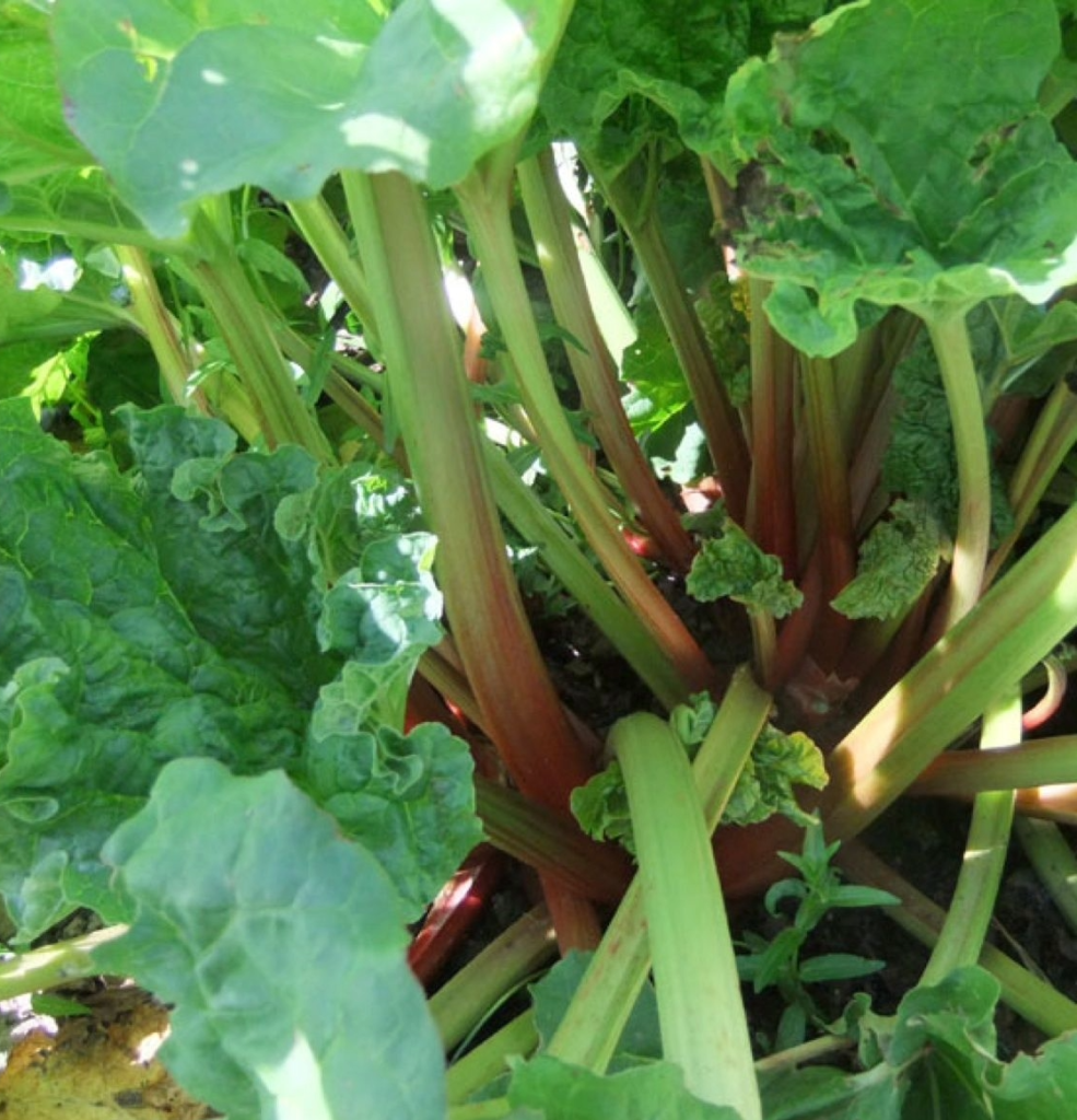 Rhubarb: Victoria - Moffat Seed Library